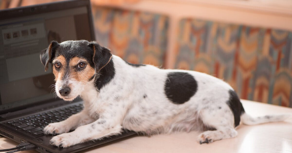 WFH Mode: Who Has the Coolest Home Office? - AddOn Networks